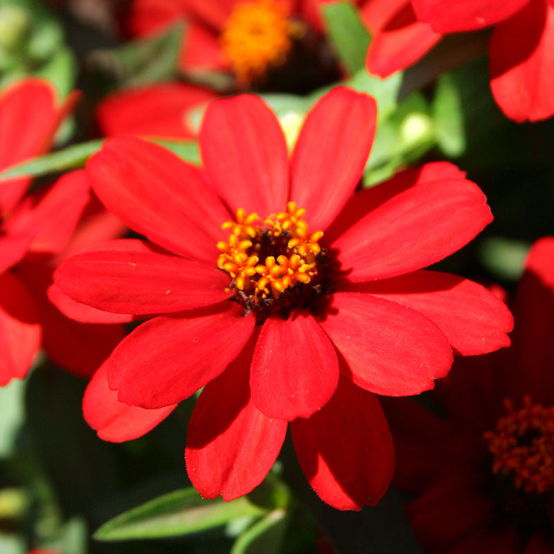 Zinnia Profusion AAS Mix Seed – Harris Seeds