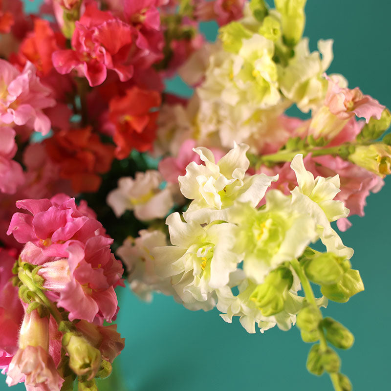 Snapdragon Madame Butterfly Mix F1 Seed – Harris Seeds