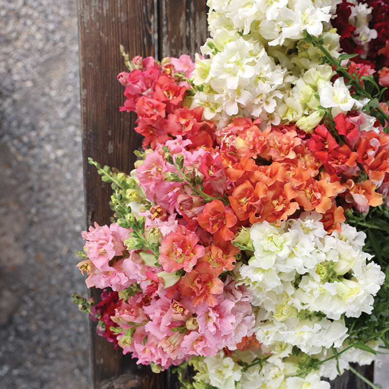 Snapdragon Madame Butterfly Mix F1 Seed – Harris Seeds