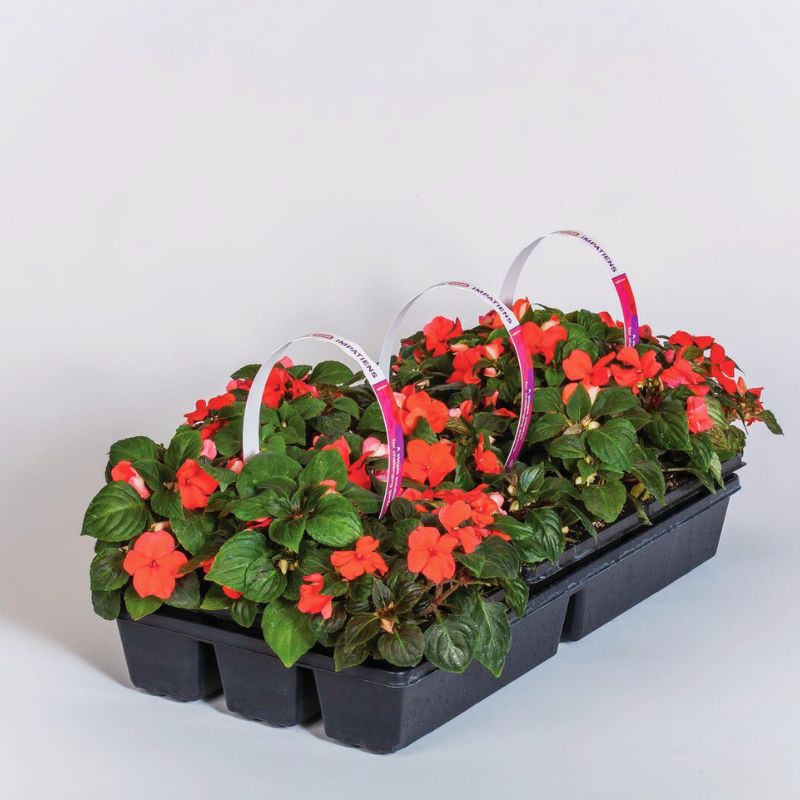 Impatiens Imara XDR Orange F1 Seed – Harris Seeds