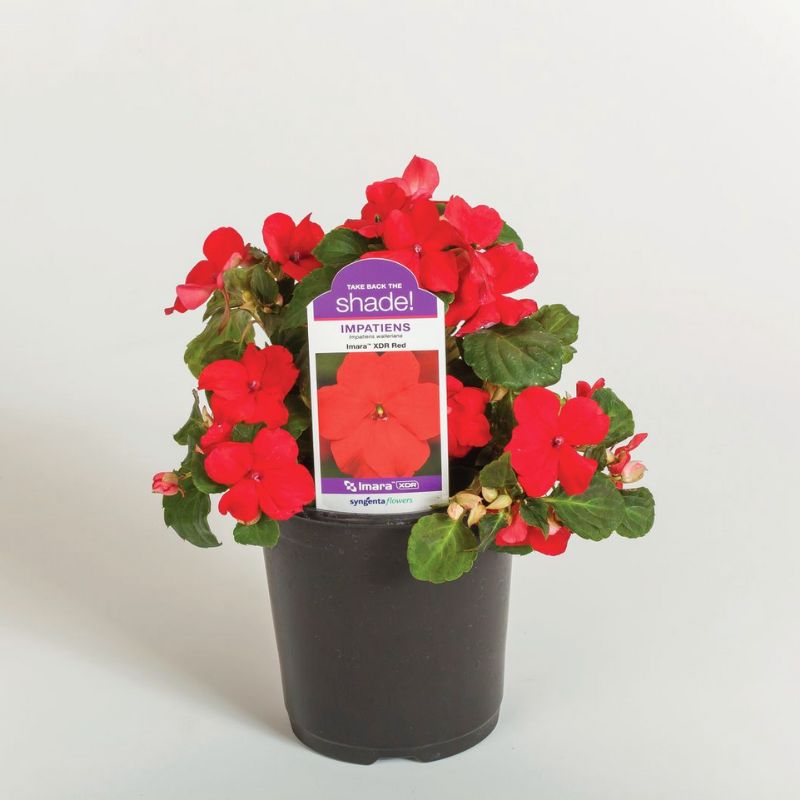 Impatiens Imara XDR Red F1 Seed – Harris Seeds