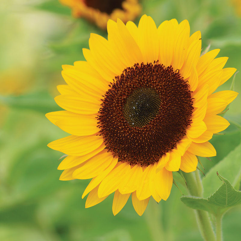 Sunflower Sunrich Summer Provence F1 Seed – Harris Seeds