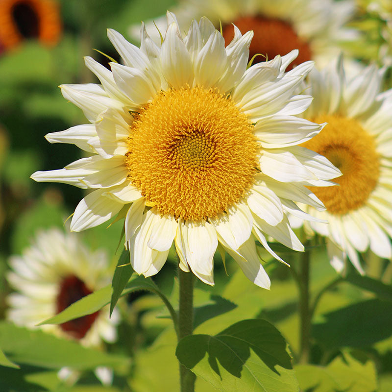 Sunflower ProCut White Lite F1 Seed – Harris Seeds