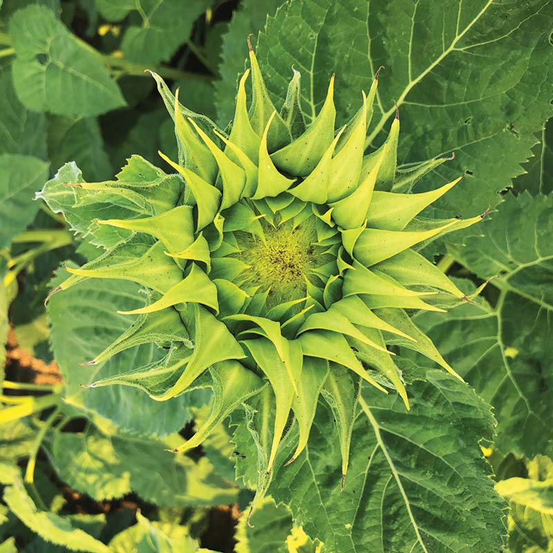 Sunflower SunFill™ Green F1 Seed – Harris Seeds