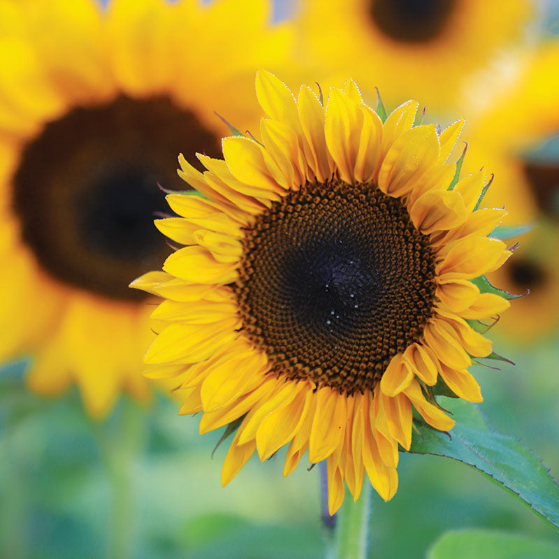 Sunflower Pro Cut Orange Excel F1 Seed – Harris Seeds