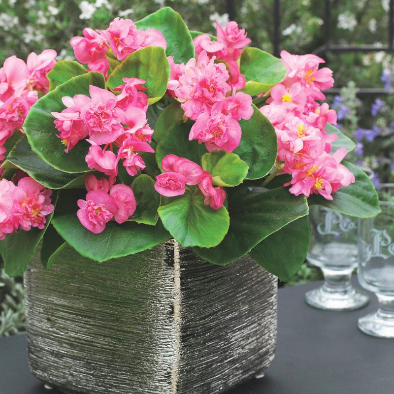 Begonia Fiona Rose Seed – Harris Seeds