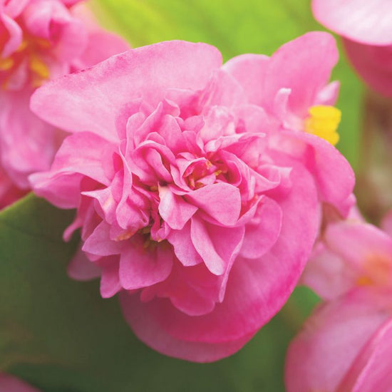 Begonia Fiona Rose Seed – Harris Seeds