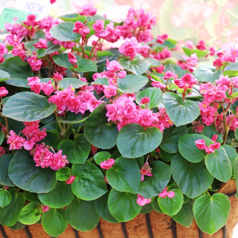 Begonia Fiona Rose Seed – Harris Seeds