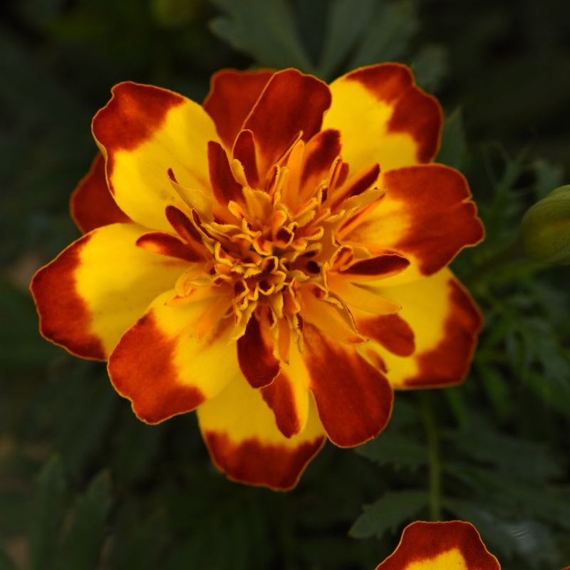 Marigold Flamenco Seed – Harris Seeds