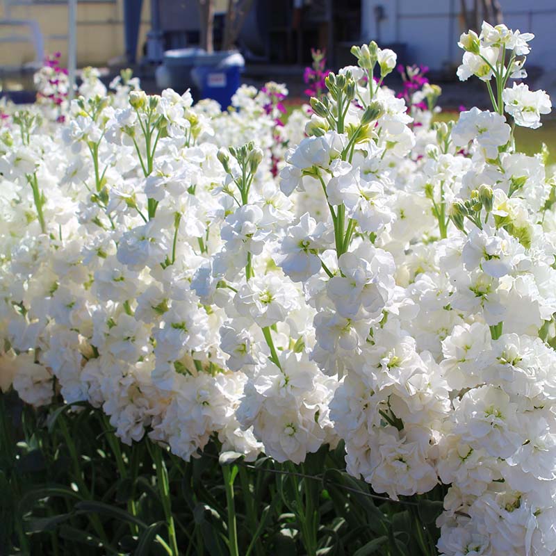 Stock Katz Hi Double White Seed – Harris Seeds