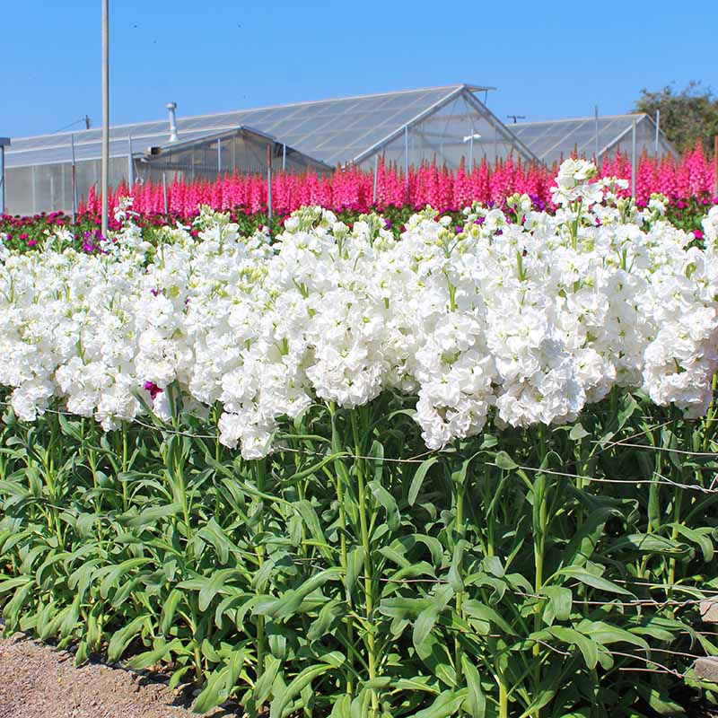 Stock Katz Hi Double White Seed – Harris Seeds