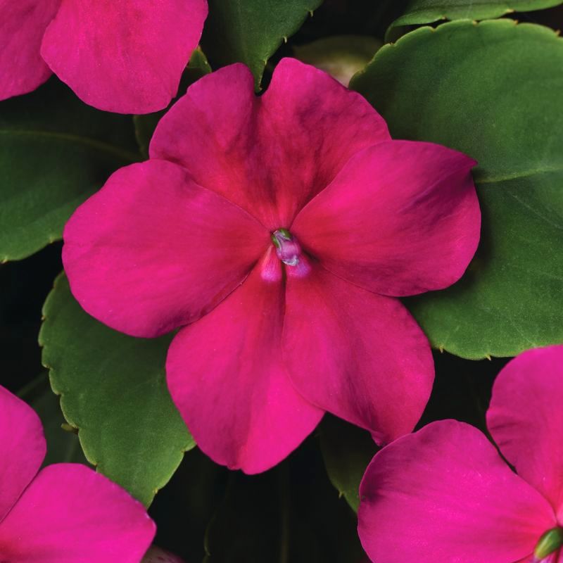 Impatiens Beacon Violet Shades Seed – Harris Seeds
