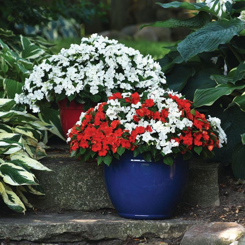Impatiens Beacon Red White Mix Seed – Harris Seeds
