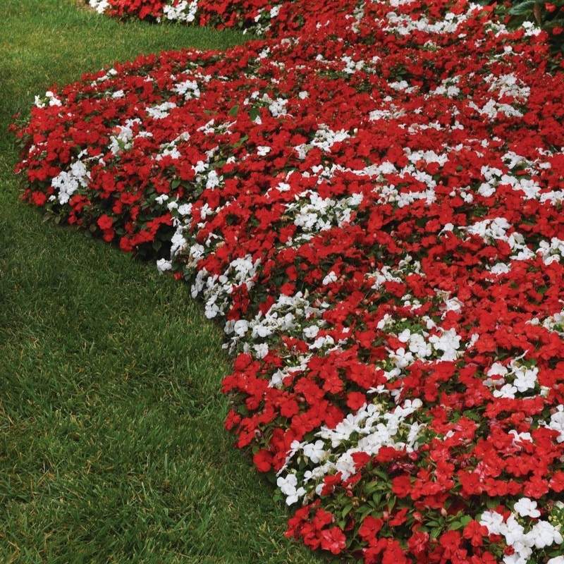 Impatiens Beacon Red White Mix Seed – Harris Seeds