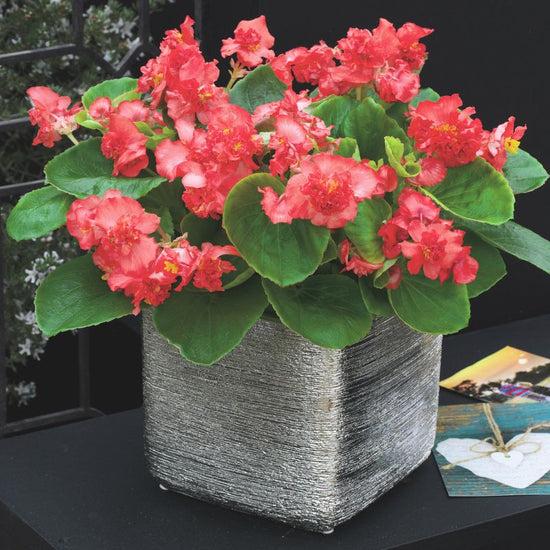 Begonia Fiona Red Seed – Harris Seeds