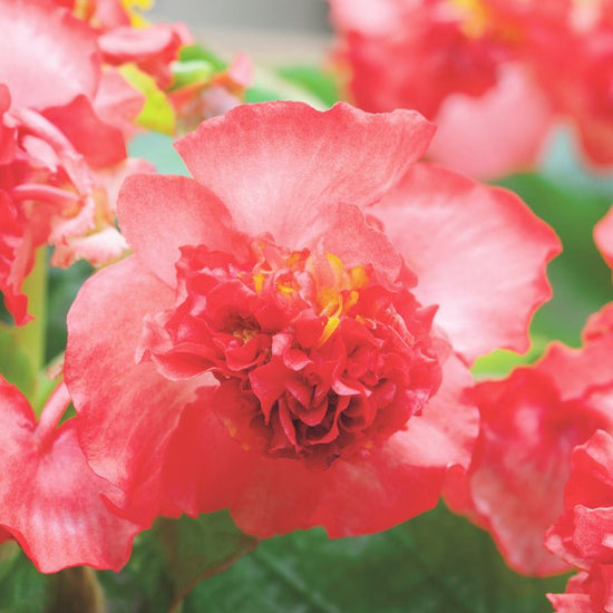 Begonia Fiona Red Seed – Harris Seeds