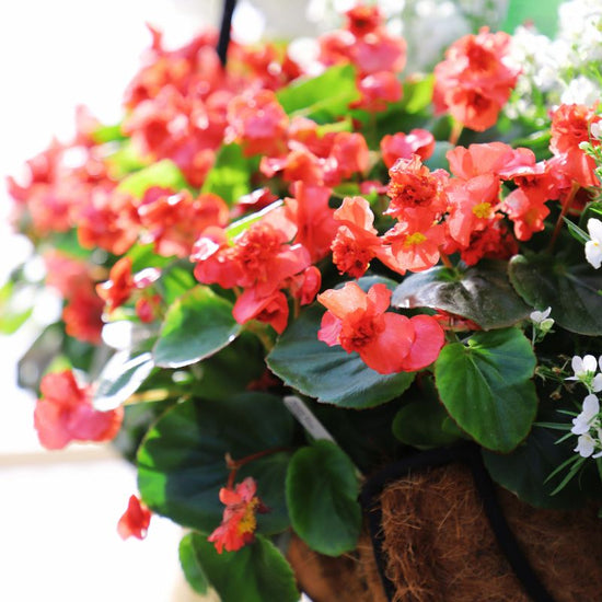 Begonia Fiona Red Seed – Harris Seeds