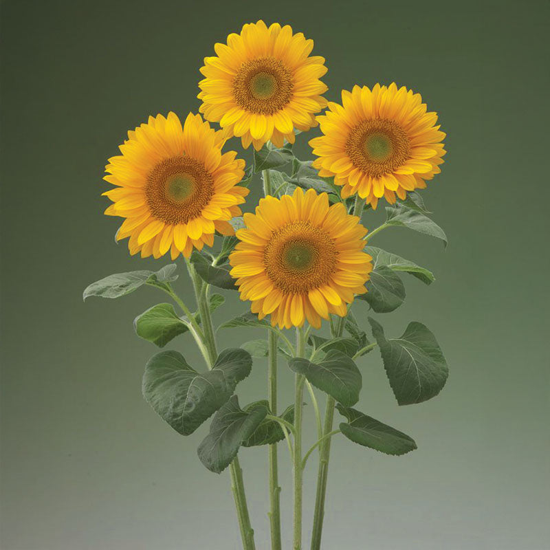 Sunflower Sunrich Summer Gold F1 Seed – Harris Seeds