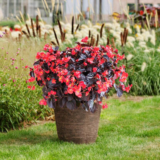 Begonia Viking XL Red On Chocolate F1 Seed – Harris Seeds