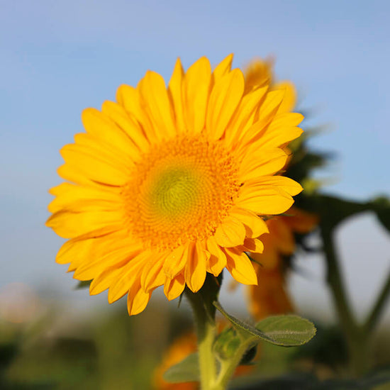 Sunflower ProCut Gold Lite DMR F1 Seed – Harris Seeds