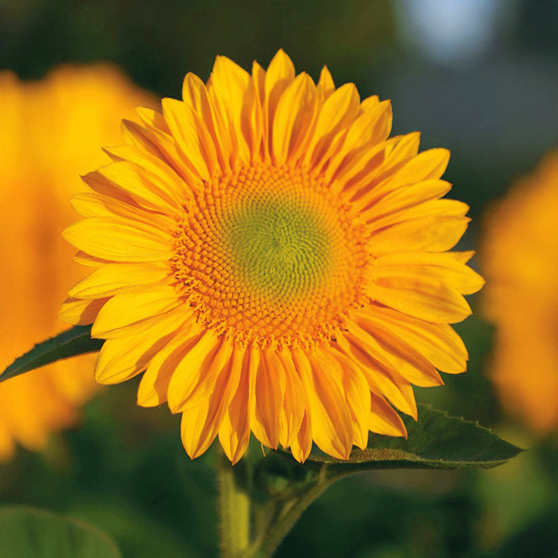 Sunflower ProCut Gold Lite DMR F1 Seed – Harris Seeds