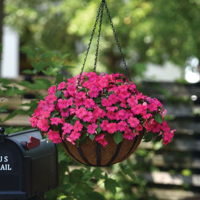 Impatiens Beacon Rose Seed – Harris Seeds