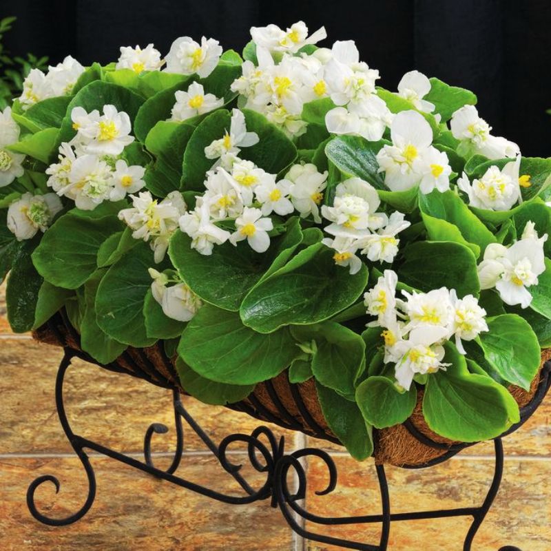 Begonia Fiona White Seed – Harris Seeds
