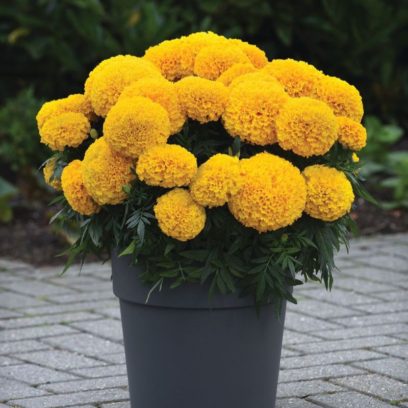 Marigold Marvel II Gold F1 Seed – Harris Seeds