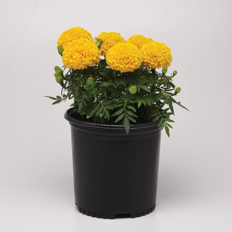 Marigold Marvel II Gold F1 Seed – Harris Seeds