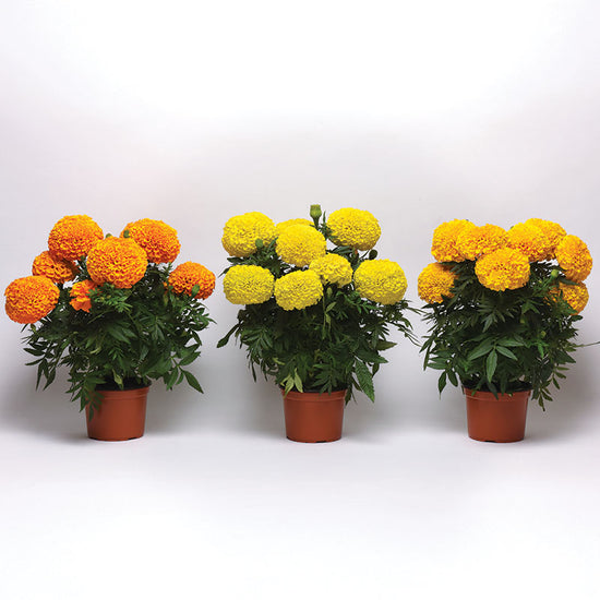 Marigold Marvel II Mixture F1 Seed – Harris Seeds