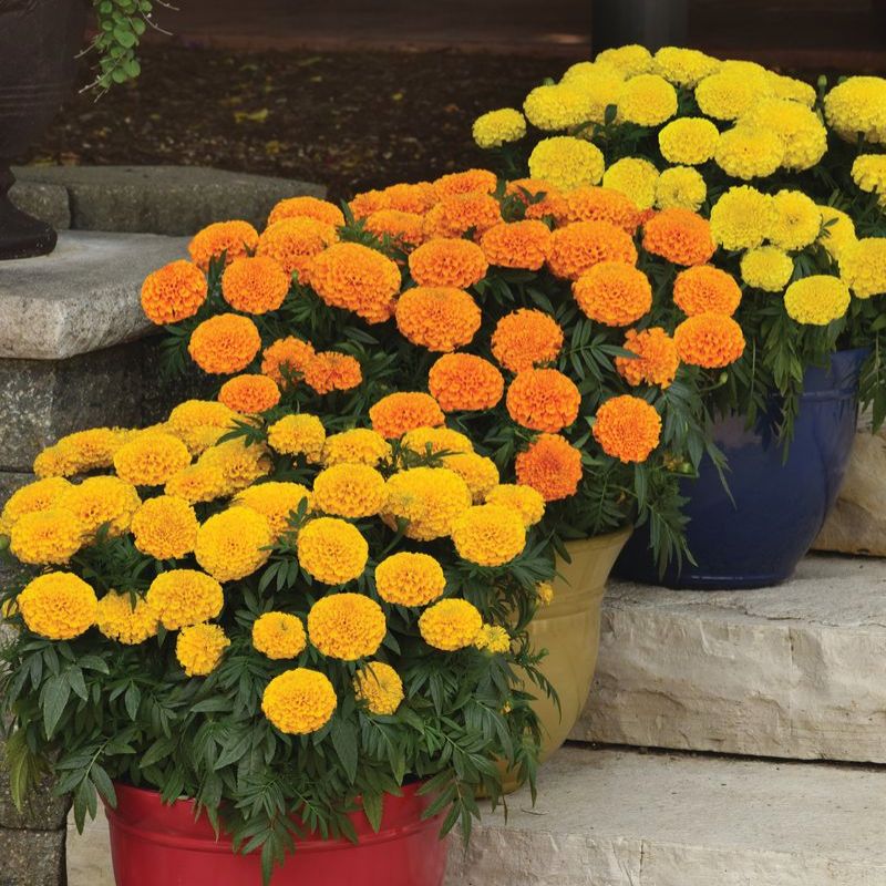 Marigold Marvel II Mixture F1 Seed – Harris Seeds