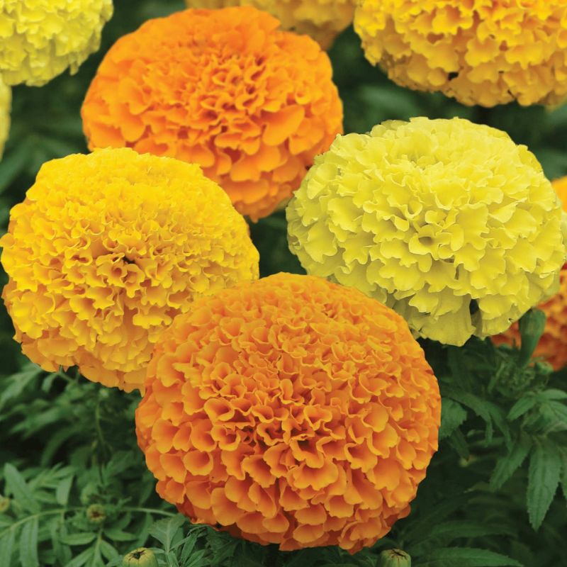 Marigold Marvel II Mixture F1 Seed – Harris Seeds