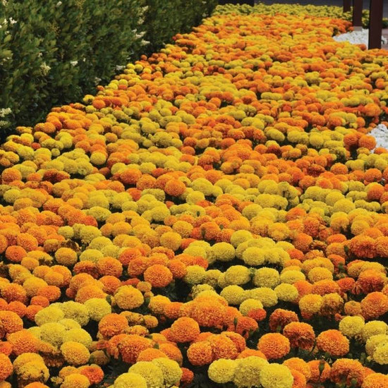 Marigold Marvel II Mixture F1 Seed – Harris Seeds