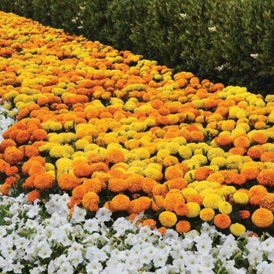 Marigold Marvel II Mixture F1 Seed – Harris Seeds