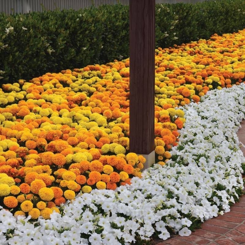 Marigold Marvel II Mixture F1 Seed – Harris Seeds
