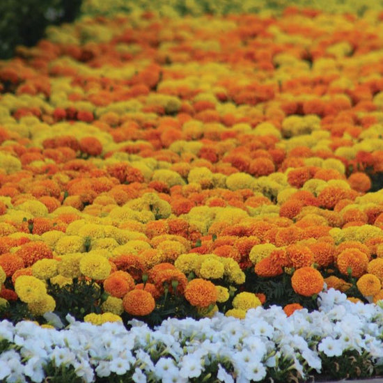 Marigold Marvel II Mixture F1 Seed – Harris Seeds