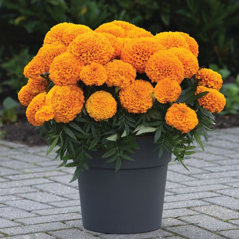 Marigold Marvel II Orange F1 Seed – Harris Seeds