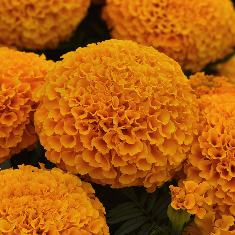 Marigold Marvel II Orange F1 Seed – Harris Seeds