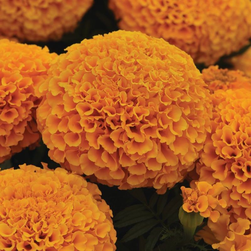 Marigold Marvel II Orange F1 Seed – Harris Seeds