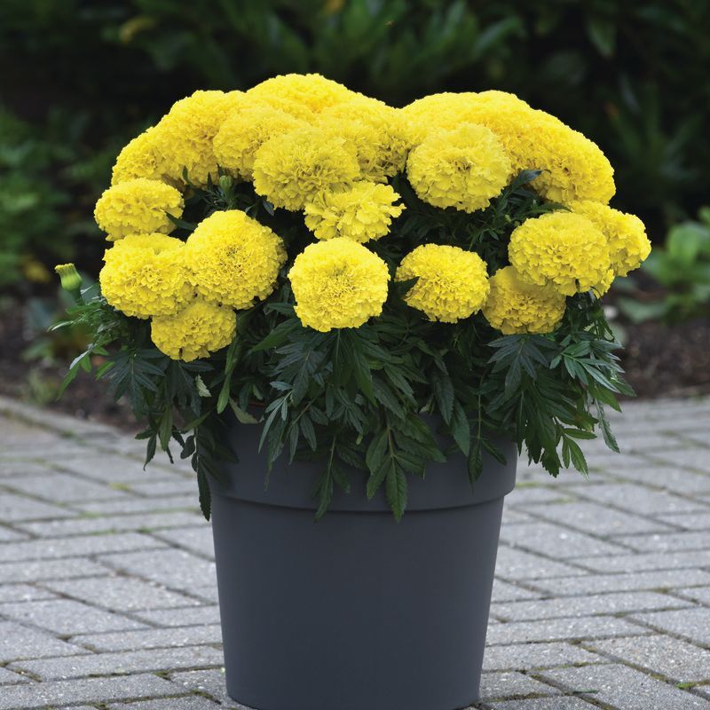 Marigold Marvel II Yellow F1 Seed – Harris Seeds