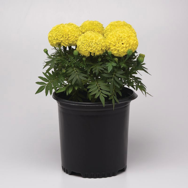 Marigold Marvel II Yellow F1 Seed – Harris Seeds