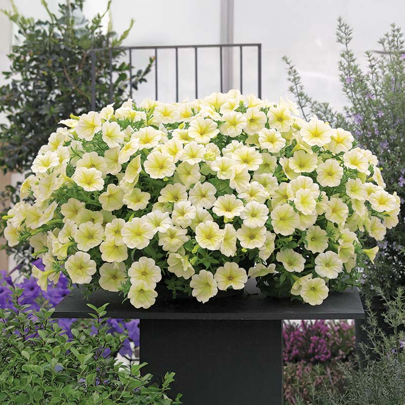 Petunia Opera Supreme Lemon F1 Seed – Harris Seeds