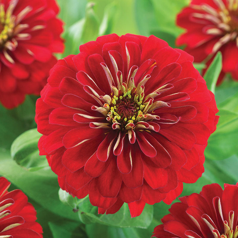 Red Zinnia Flower Cherry Queen Zinnia – MIgardener
