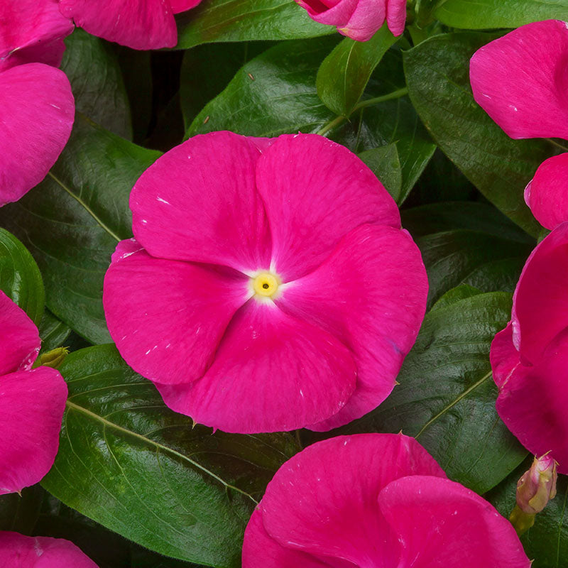 Vinca Cora Cascade Bright Rose F1 Seed – Harris Seeds
