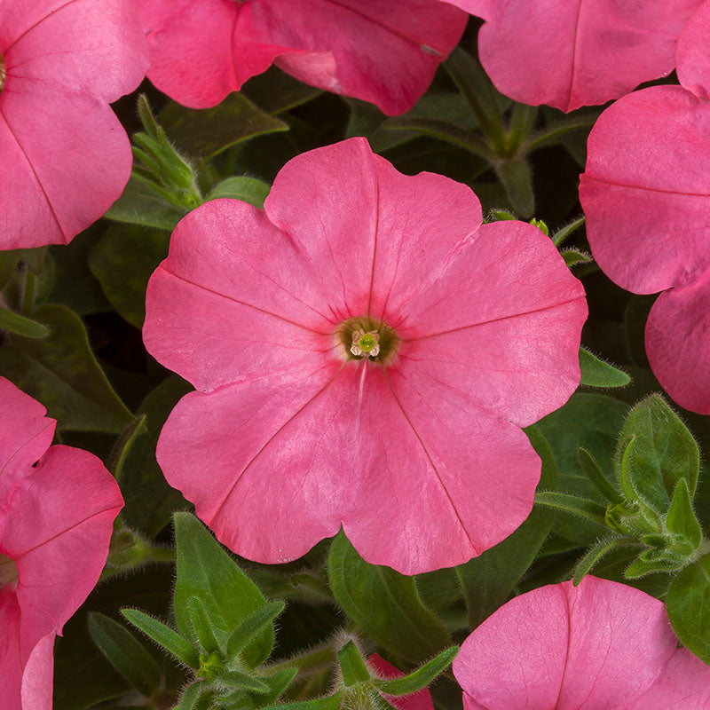 Petunia FotoFinish Mix F1 Seed – Harris Seeds