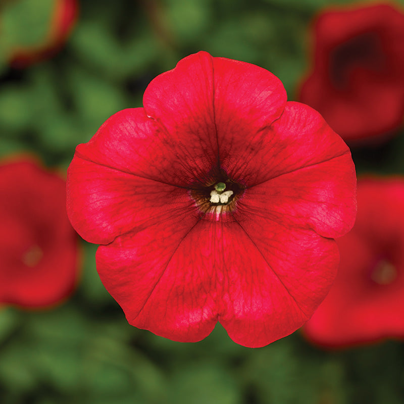 Petunia FotoFinish Red F1 Seed – Harris Seeds