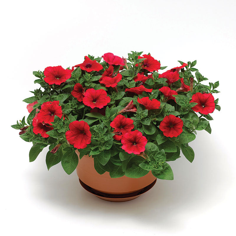 Petunia FotoFinish Red F1 Seed – Harris Seeds