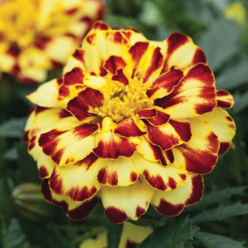 Marigold Alumia Crème Brulee Seed – Harris Seeds