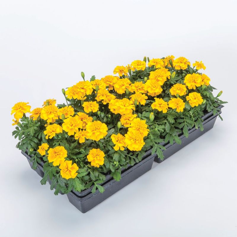 Marigold Happy Gold Seed – Harris Seeds