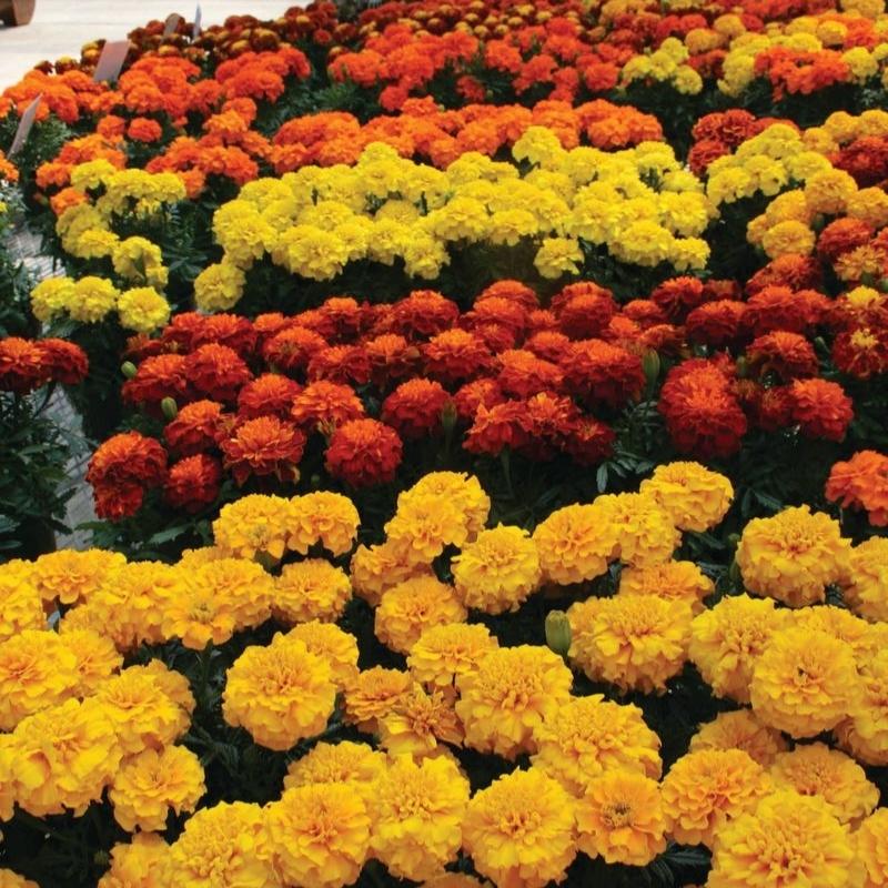 Marigold Happy Mix Seed – Harris Seeds